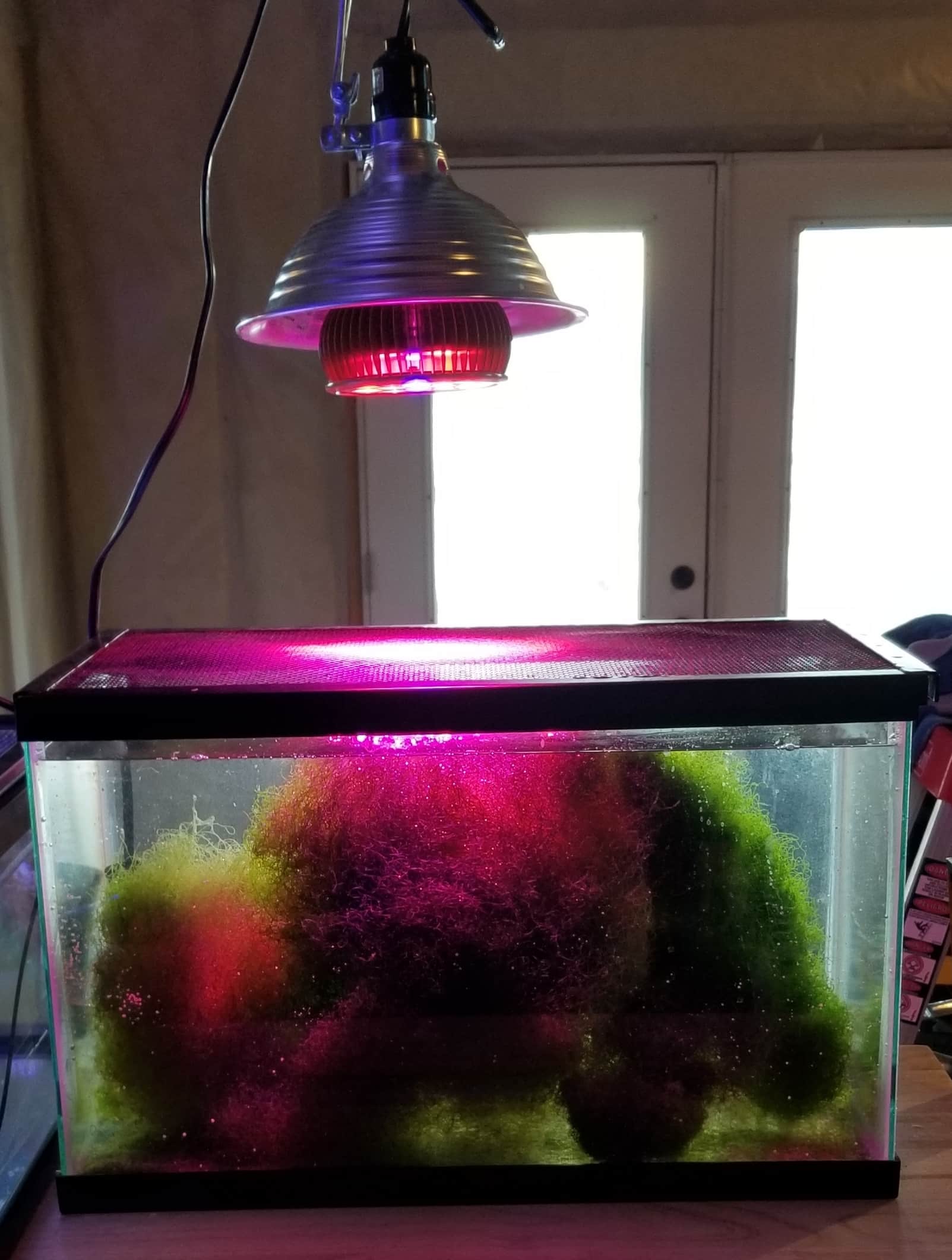 How to Set up a Simple Chaeto Holding Grow-out Tank – ReefSump.com