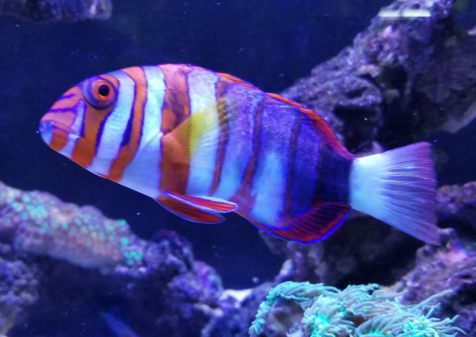 ReefSumper’s Fish Review of the Harlequin Tusk Wrasse – ReefSump.com