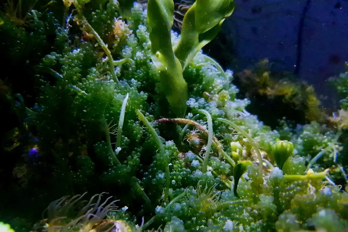 Are Tangs Reef Safe? – ReefSump.com