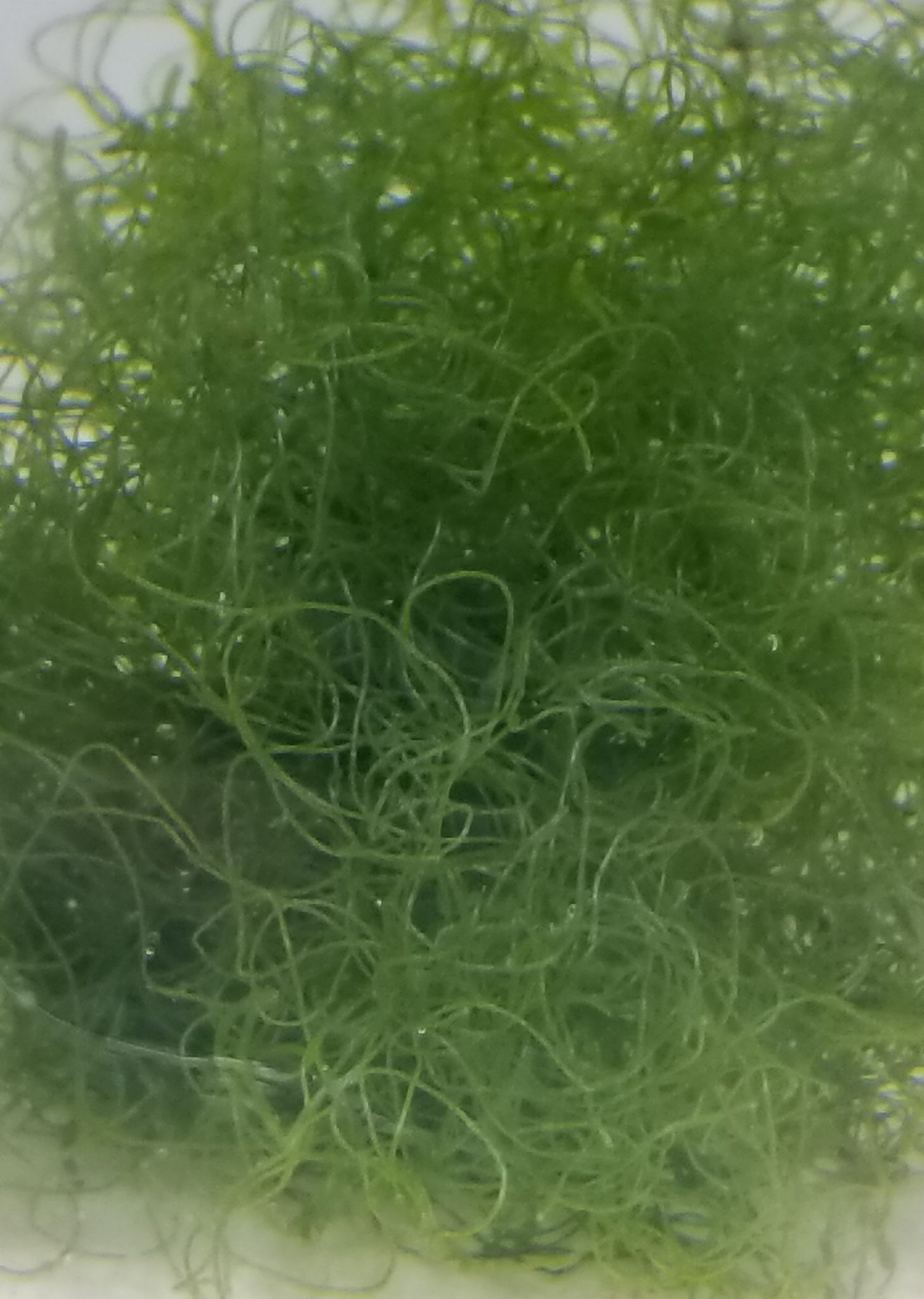 How to Set up a Simple Chaeto Holding Grow-out Tank – ReefSump.com